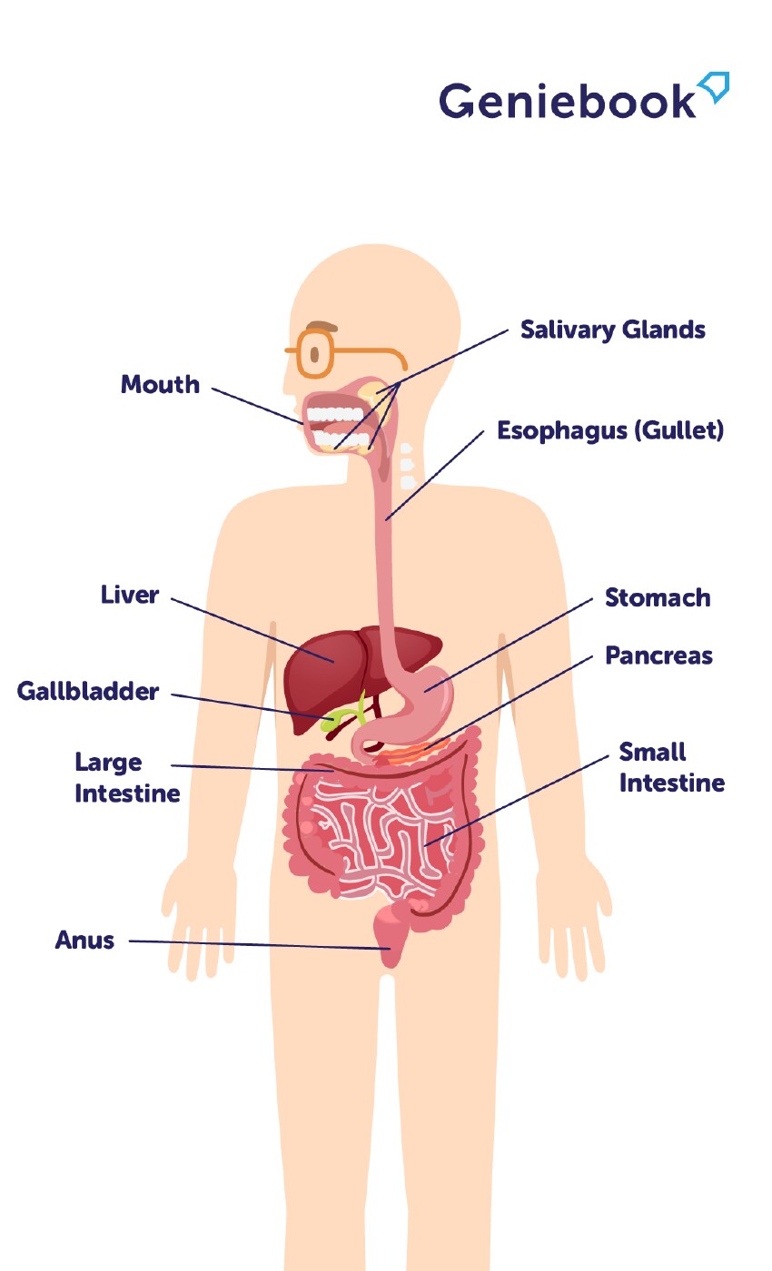 Digestive System Diagram Labeled Functions Digestive System Diagram Labeled Functions